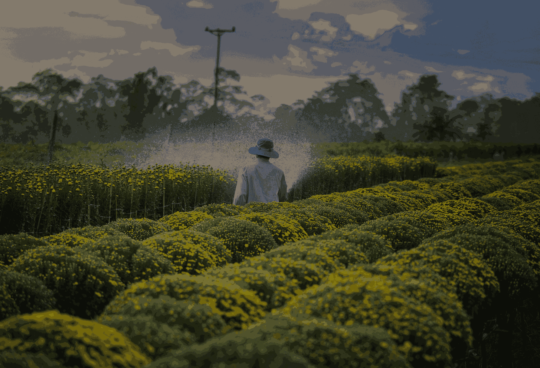 Kanigara Nurseries - Grow with Us